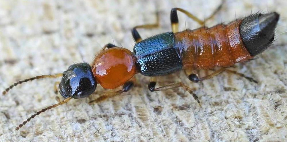 Nairobi Fly Causes Concern for Locals in Zorzor District - Local Voices ...