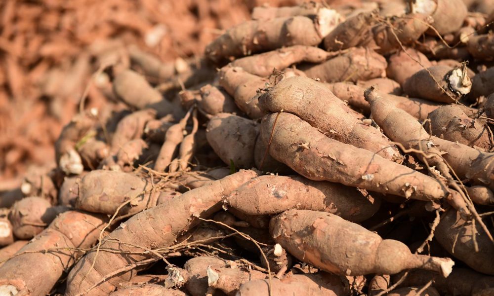 Does Thailand Make US$3 Billion Per Year from Cassava Production ...